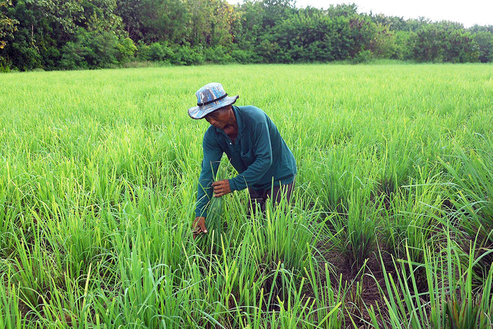 Sourcing Thai Lemongrass | Stash Tea – Stash Tea Canada