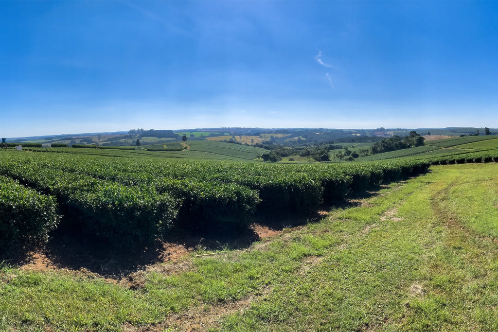 YU Brazil Green Tea Garden | Stash Tea – Stash Tea Canada